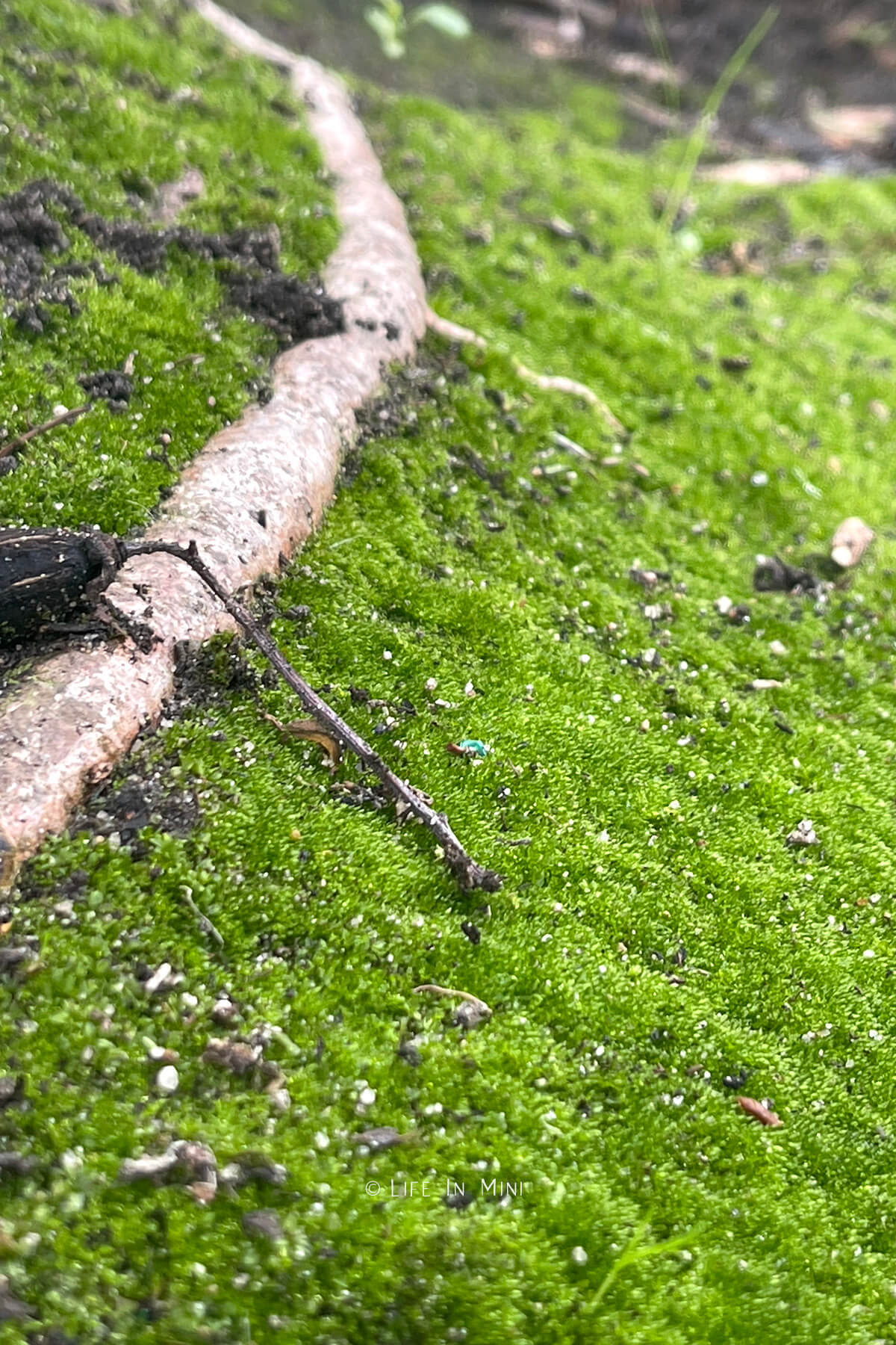 How to Make Mini Terrariums – Life in Mini